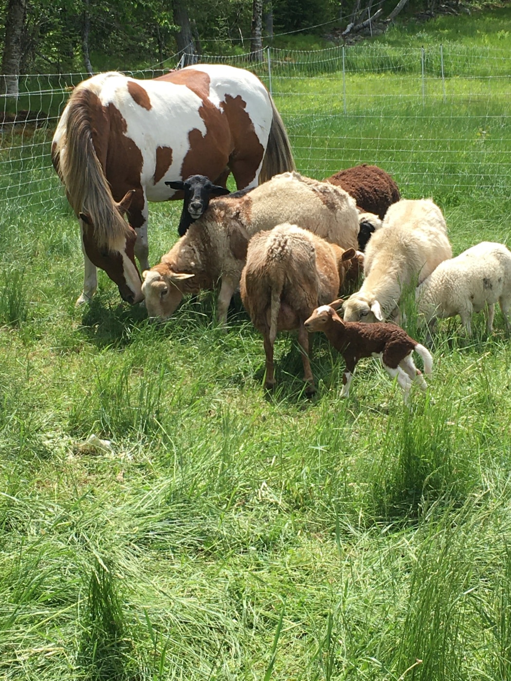 Photo Gallery - Nutkin Knoll Farm