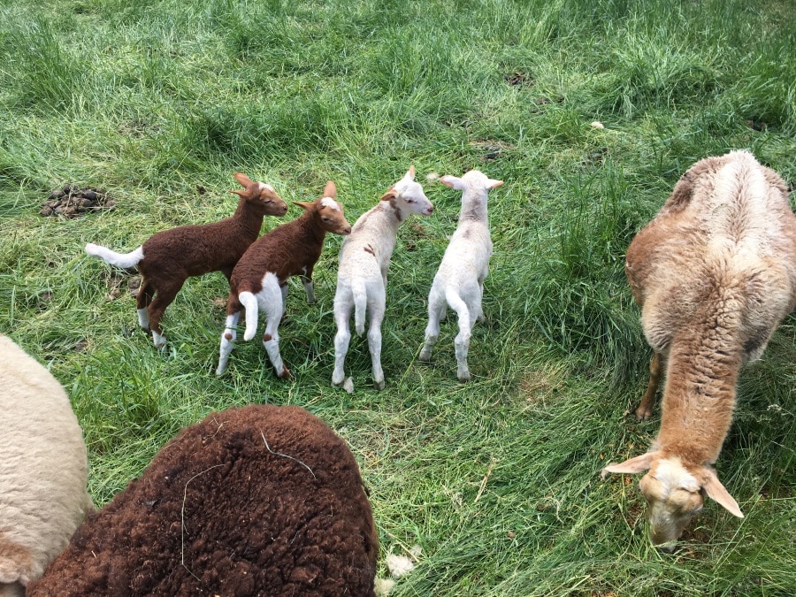 Photo Gallery - Nutkin Knoll Farm